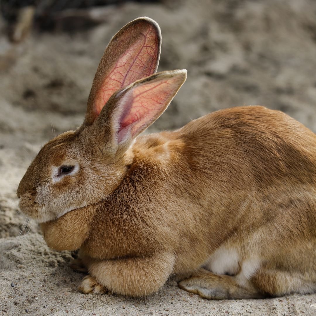 Large Rabbit Breeds: The Gentle Giants of the Bunny World