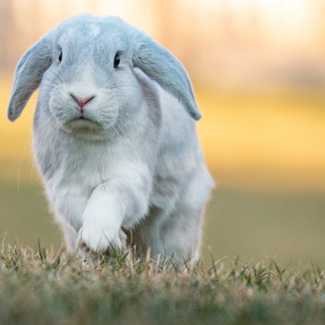 The 5 Best Small Rabbit Breeds | Petme