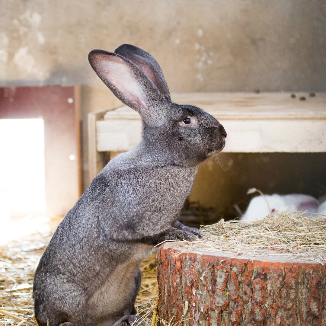 Large Rabbit Breeds: The Gentle Giants of the Bunny World