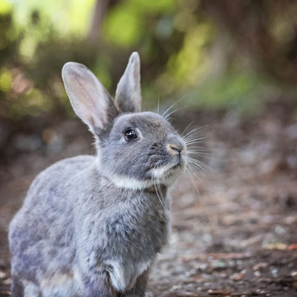 The 5 Best Small Rabbit Breeds | Petme