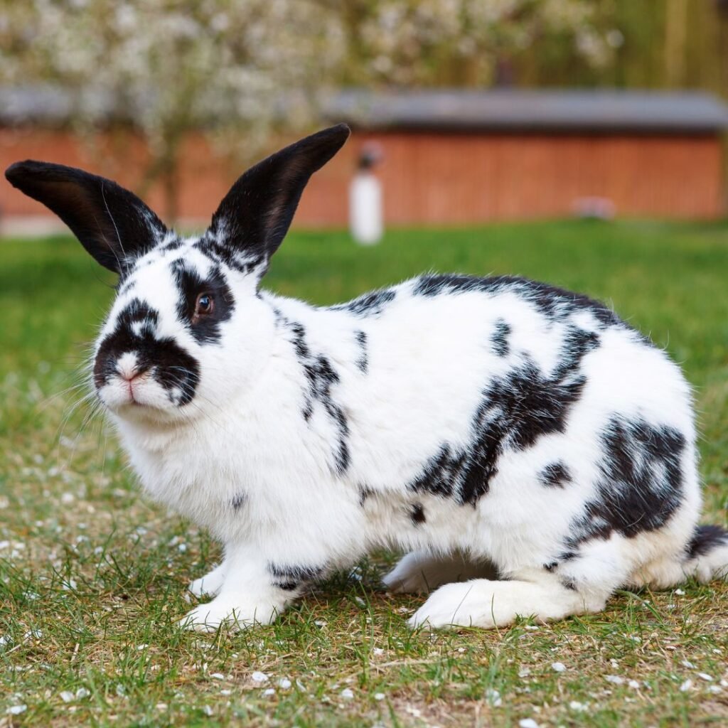 Large Rabbit Breeds: The Gentle Giants of the Bunny World