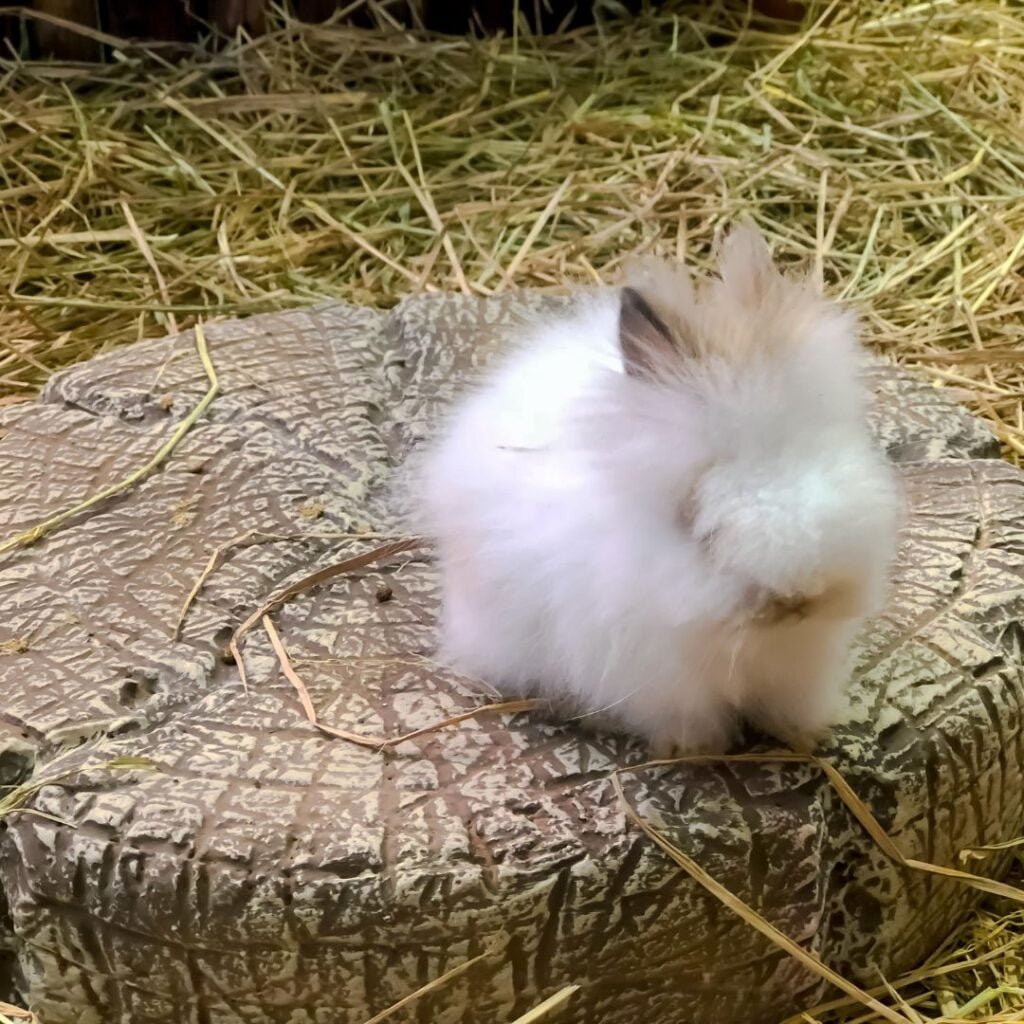 The 5 Best Small Rabbit Breeds | Petme