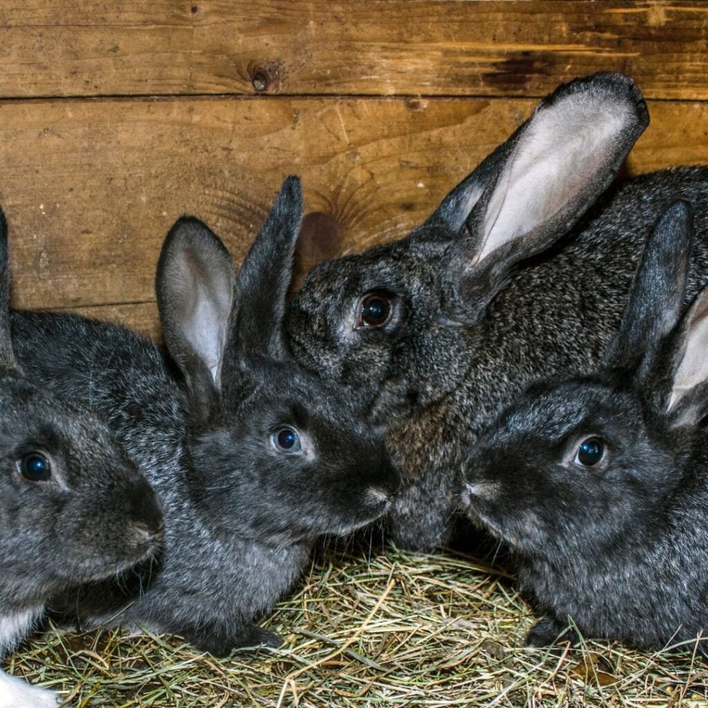 Large Rabbit Breeds: The Gentle Giants of the Bunny World