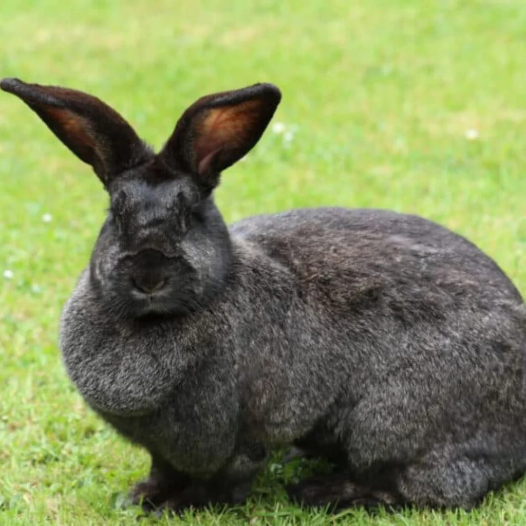 Large Rabbit Breeds: The Gentle Giants of the Bunny World