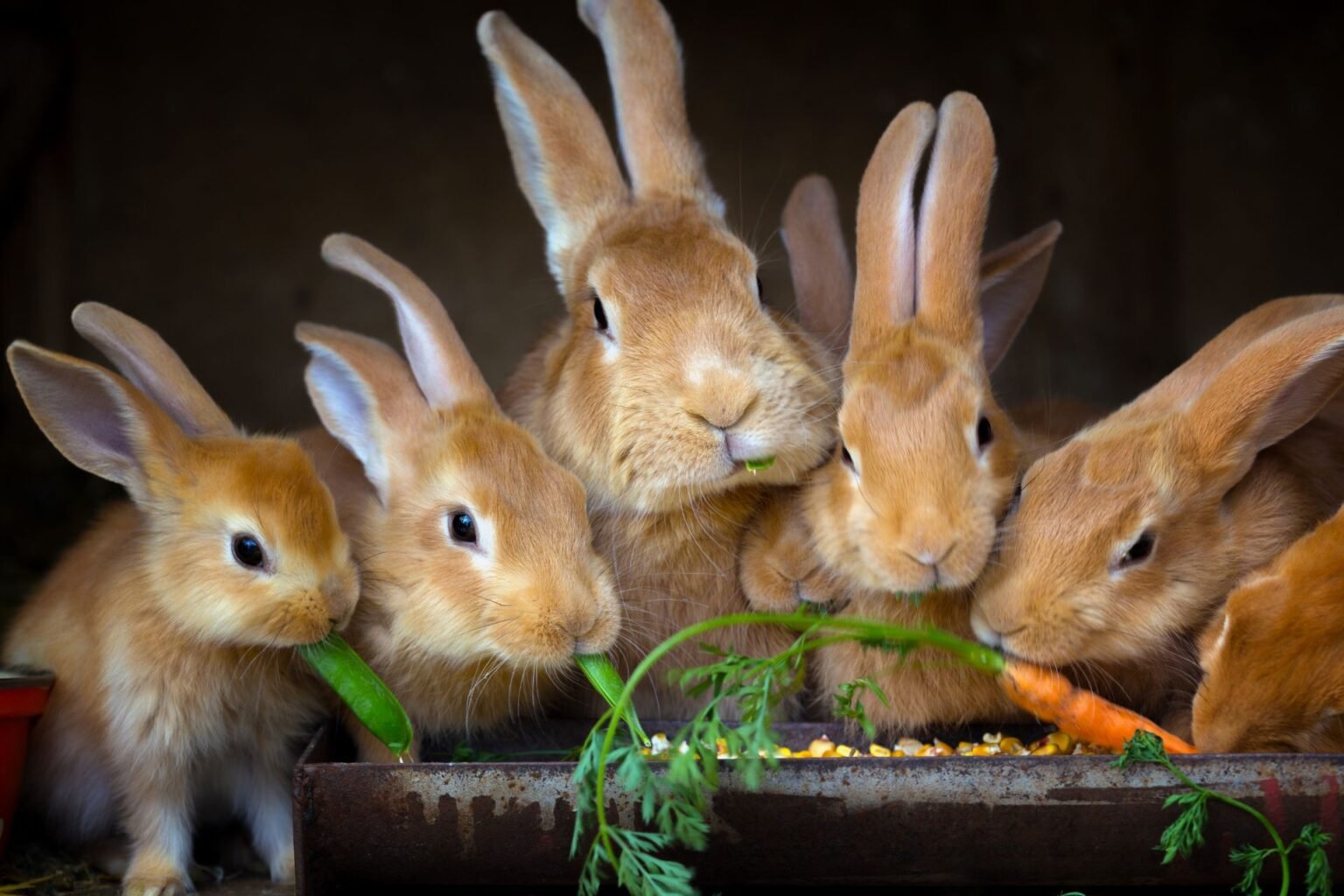 Rabbit gestation period: How long are rabbits pregnant?