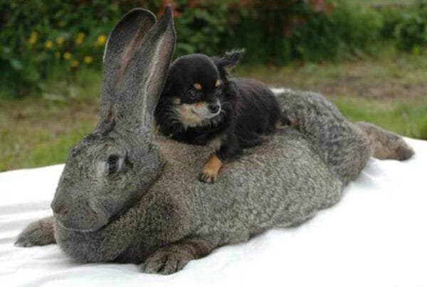 The Big Guide to Big Rabbit Breeds: Lifespan, Care, and More