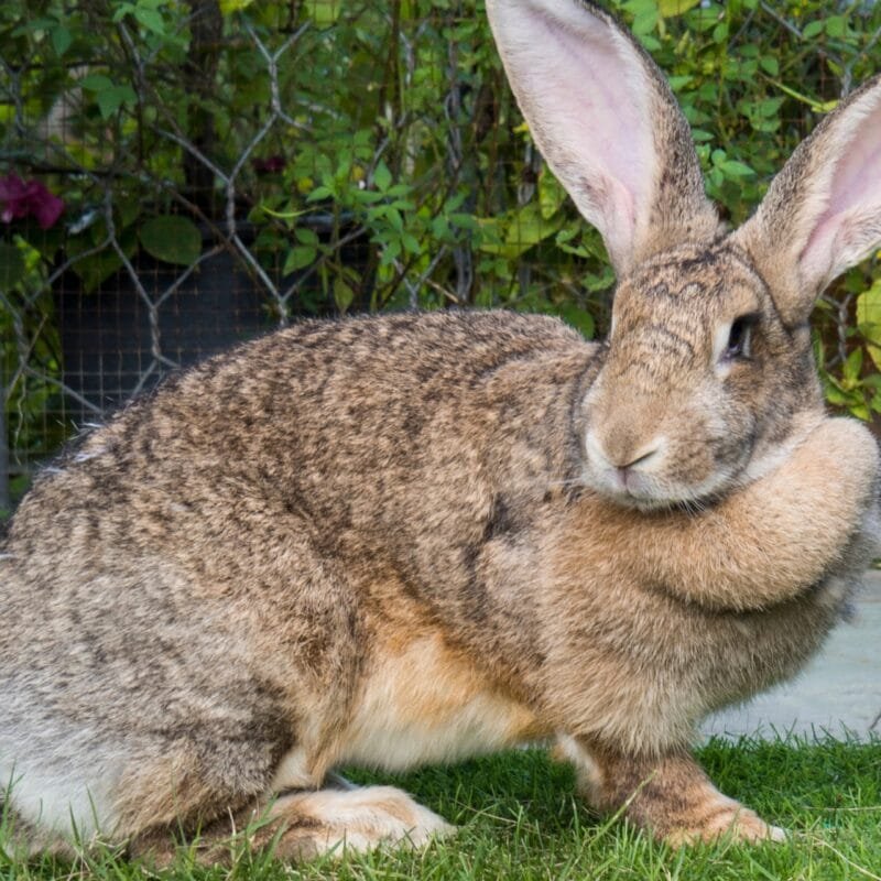 The Big Guide to Big Rabbit Breeds: Lifespan, Care, and More